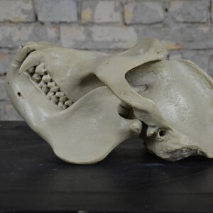 SOMSO Adult Gorilla Skull: Impressive Anatomical Model Original Vintage ...