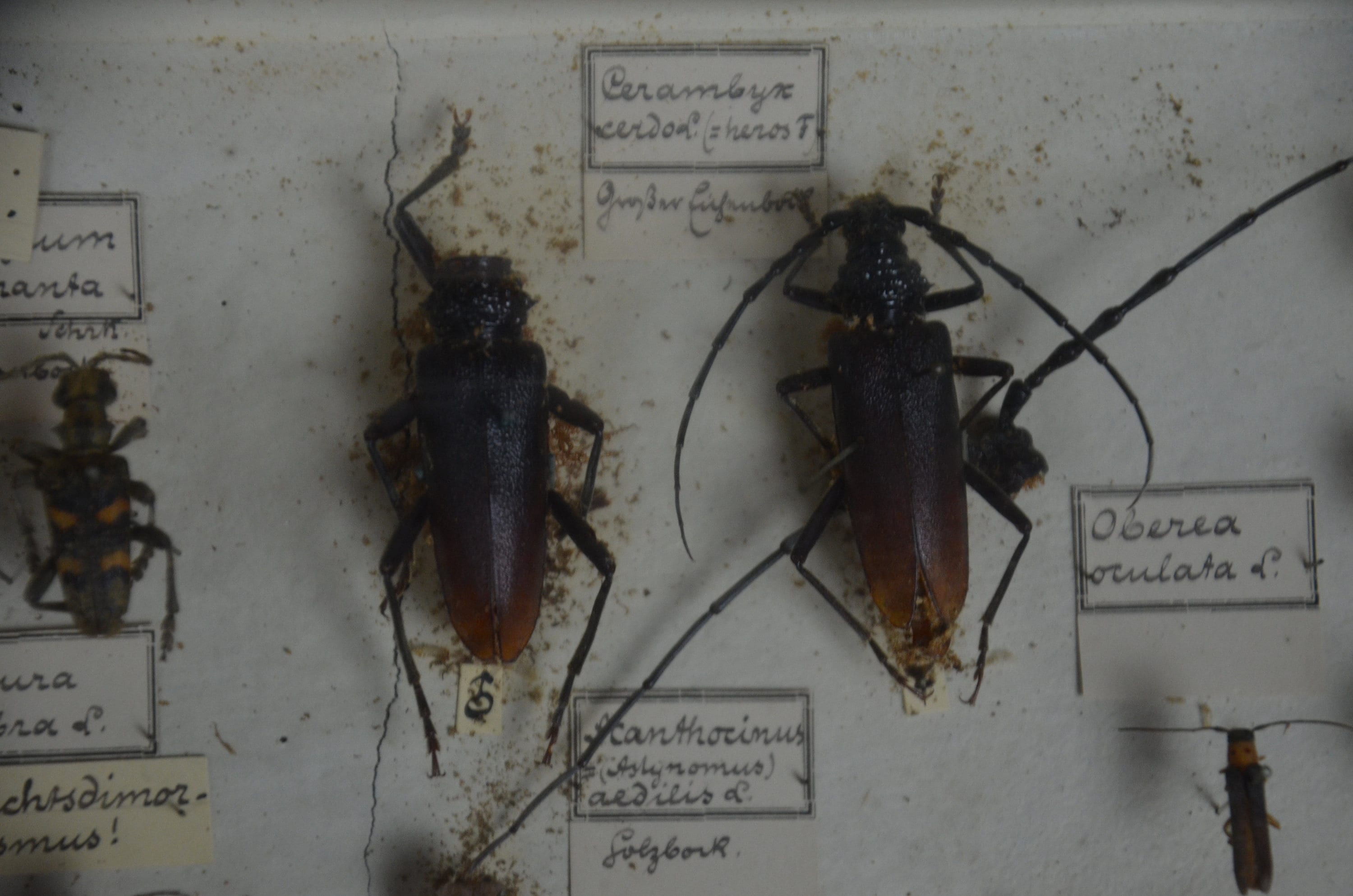 Coleoptera, Large Antique Entomology Display: Original 1880s German ...