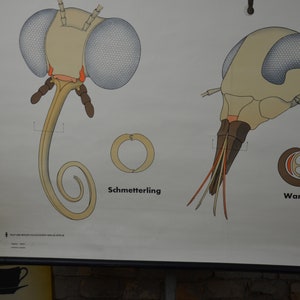 Insect Mouthparts, Anatomy: Original Vintage German 1960s Educational ...