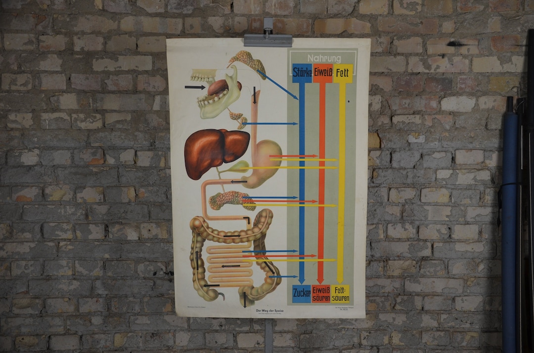 Digestion, Human Digestive Tract: Original Vintage 1950s German Medical ...