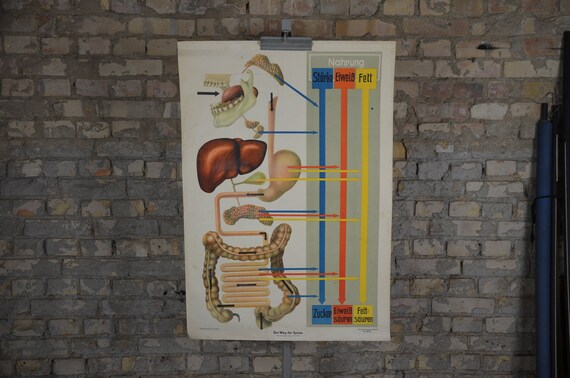 Digestion Human Digestive Tract: Original Vintage 1950s - Etsy