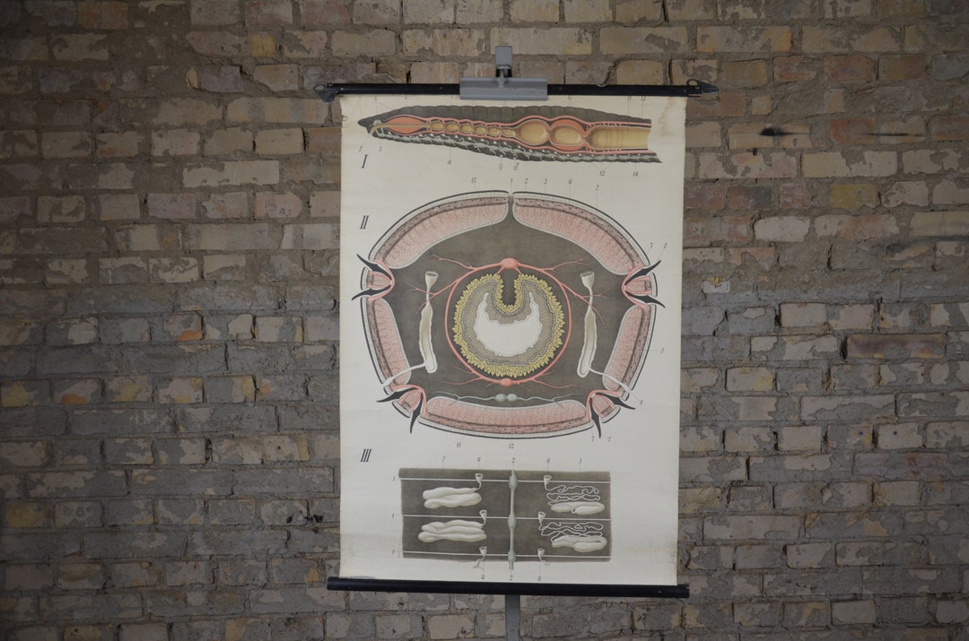 Earthworm Anatomy, Worm: Original Vintage 1900s German Anatomical ...