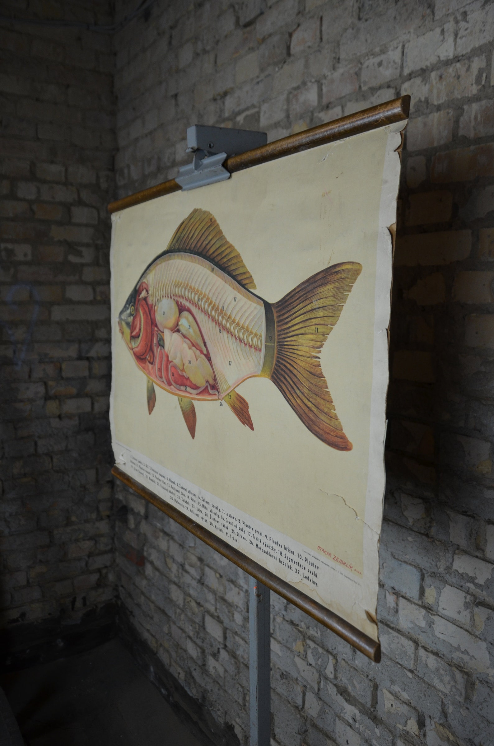 Carp Anatomy: Original Vintage 1960s Czech Mid Century Educational ...