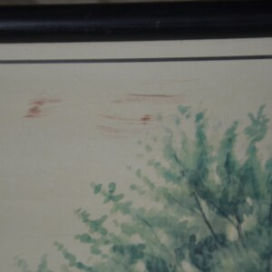 Common Beech Tree, Fagus Sylvatica: Original Vintage 1980s Czech ...