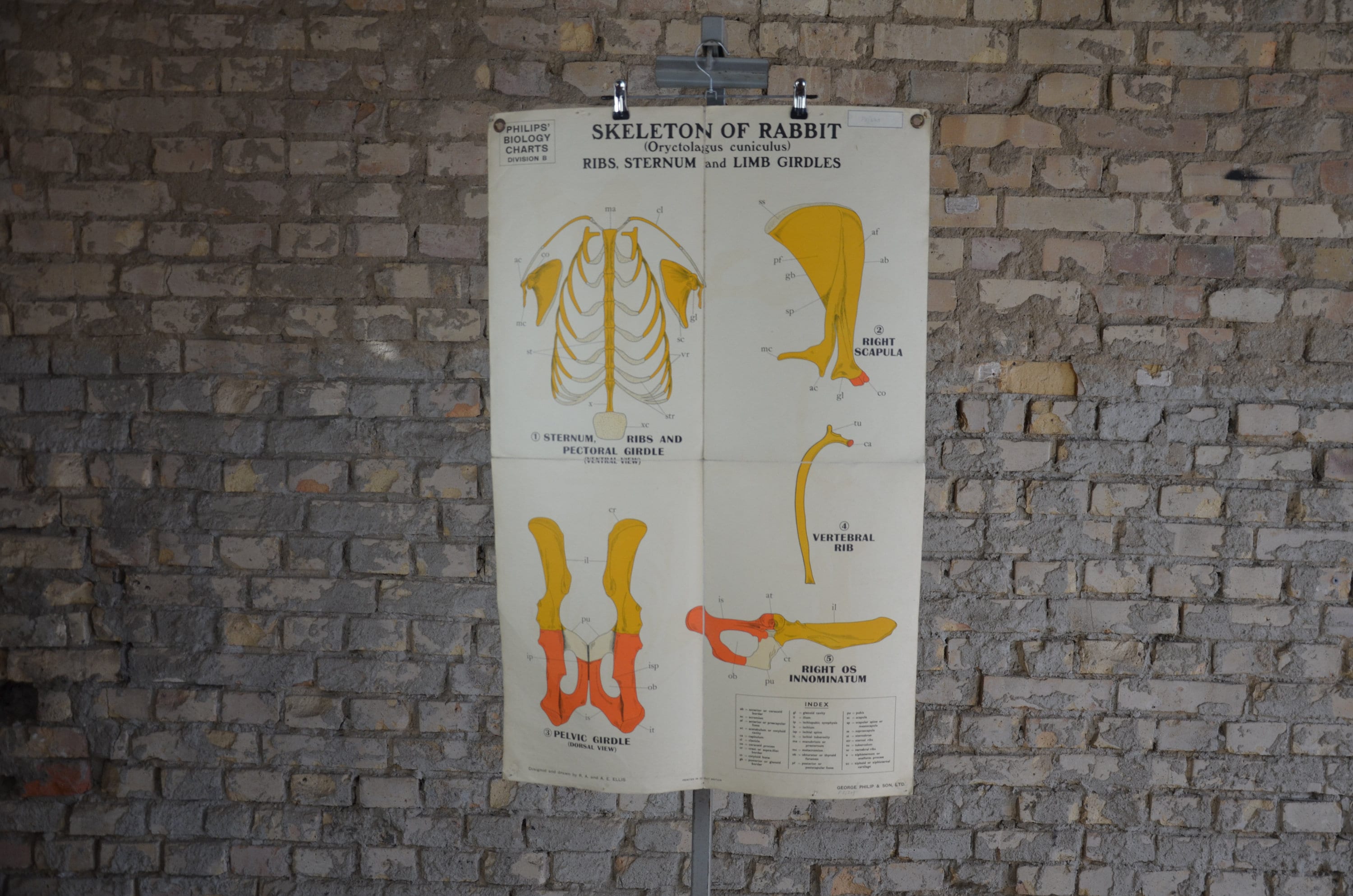 Rabbit Anatomy: Original Vintage 1920s British Educational Poster ...