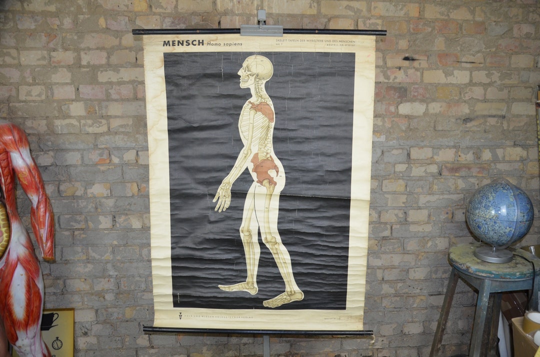 Human Skeleton Anatomy: Original Vintage 1960s German Educational ...