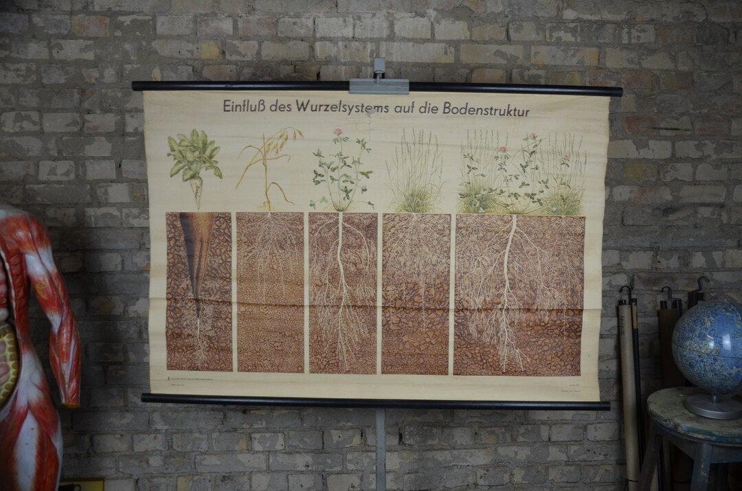 Roots Systems & Soil Structure: Original Vintage 1960s East German ...