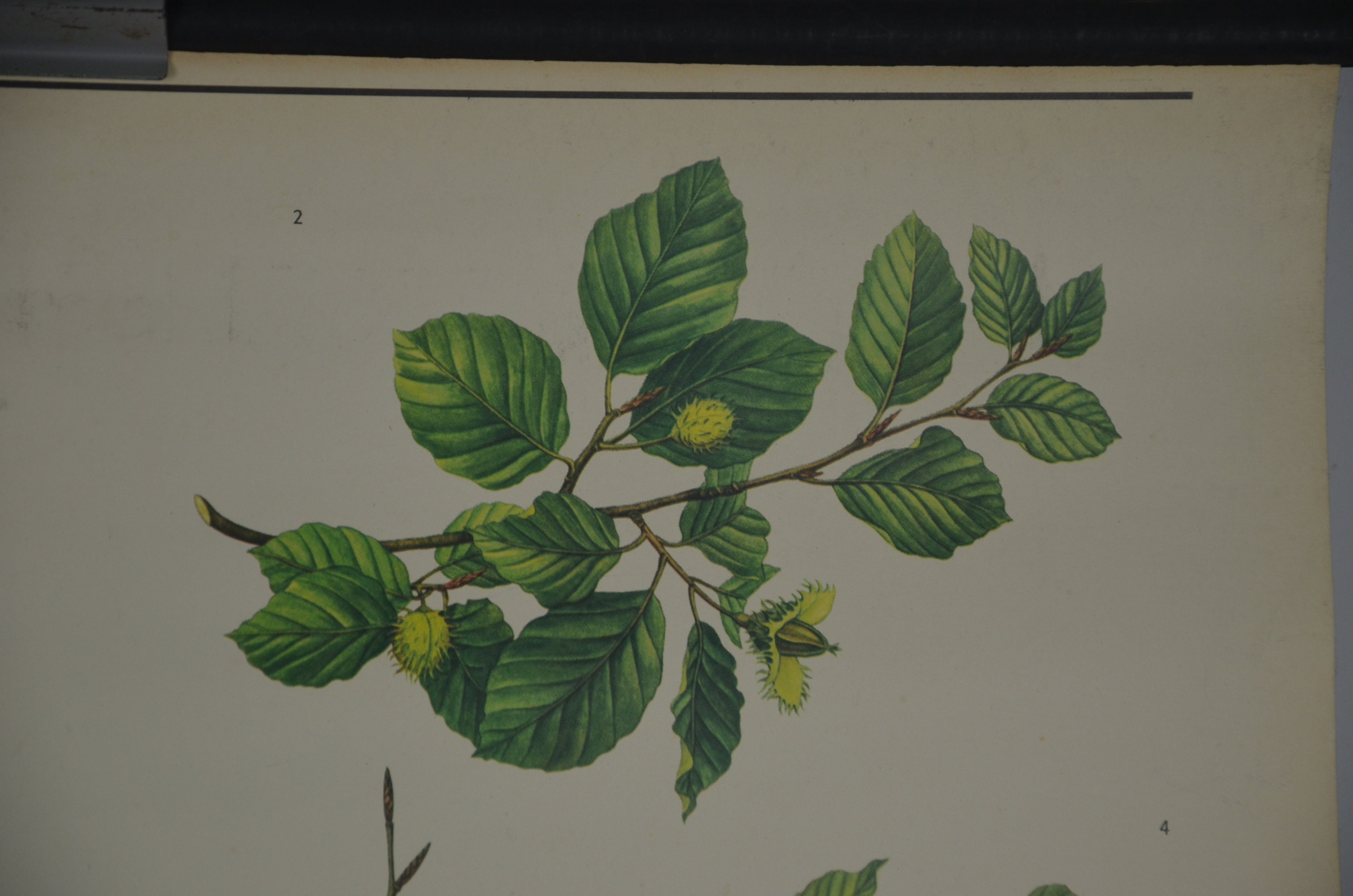 Beech tree, Fagus sylvatica: original vintage 1980s Czech educational ...