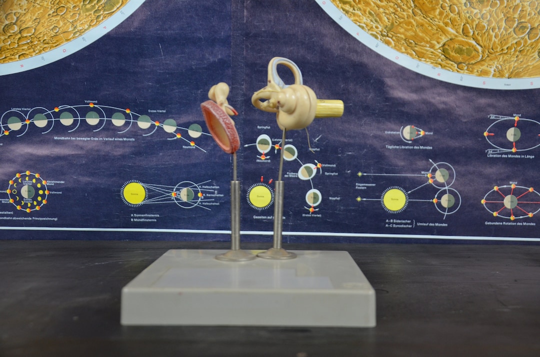 Labyrinth, Ossicles & Tympanic Membrane, Human Ear: Original SOMSO ...