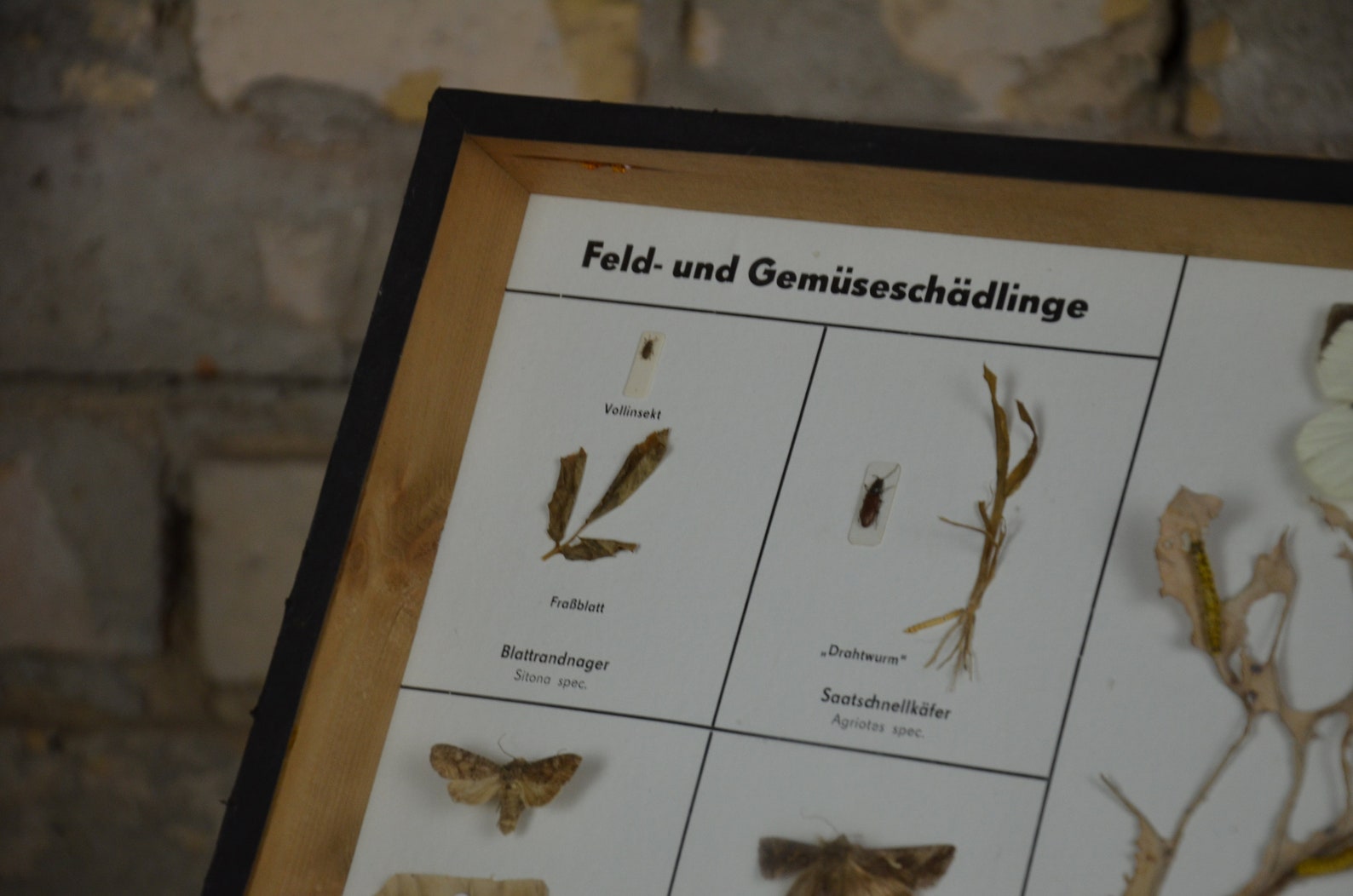 Garden Pest Insects: Original Antique 1950s Educational German School ...