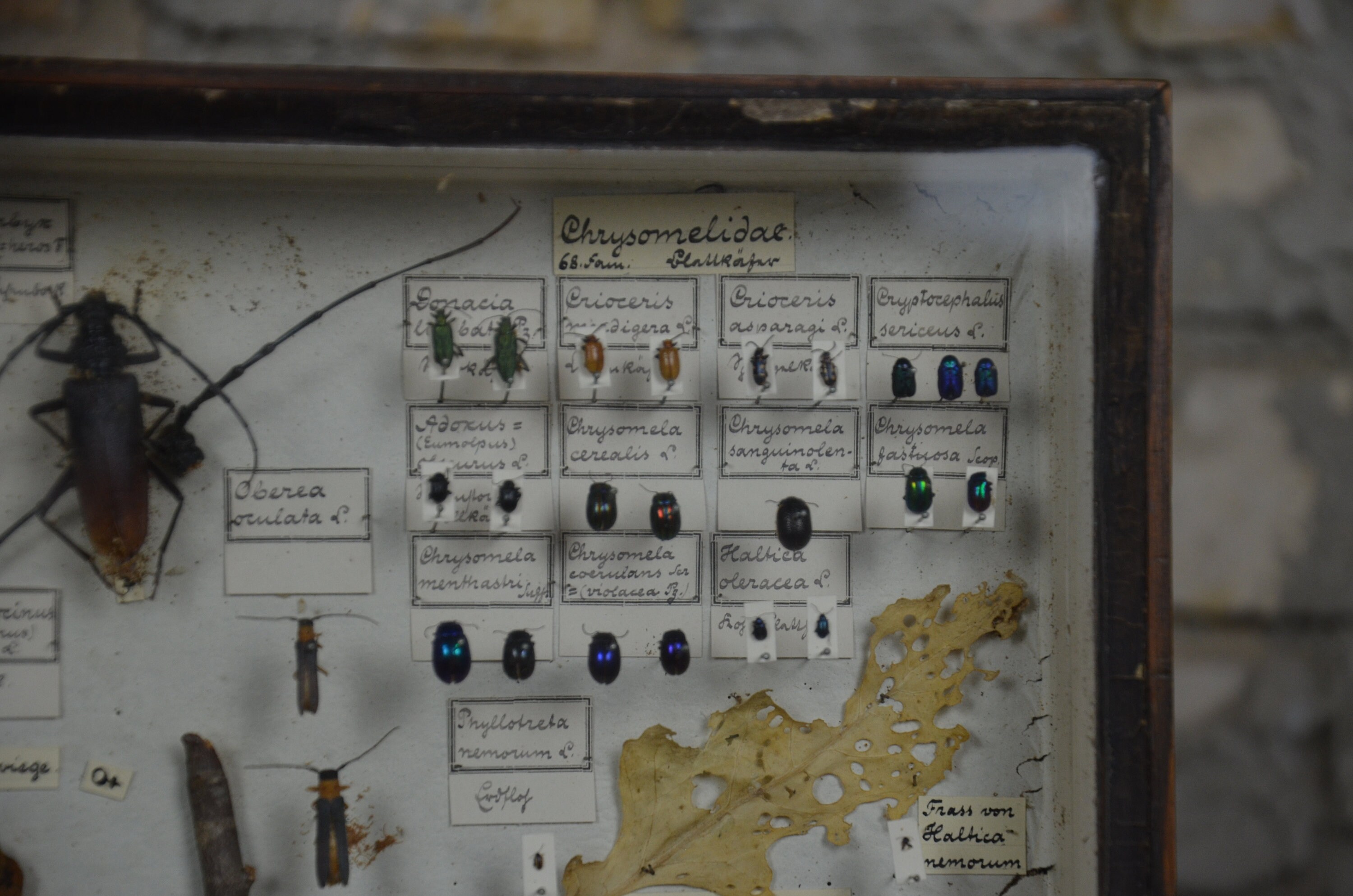 Coleoptera, Large Antique Entomology Display: Original 1880s German ...