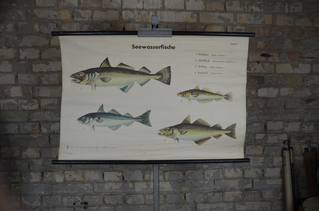 Edible Sea Fish: Original Vintage German 1960s Educational Poster ...