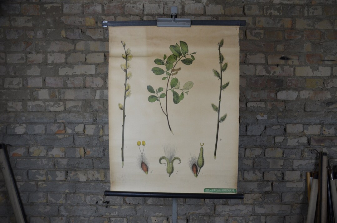 Sallow Tree, Goat Willow: Original Engleder Antique 1920s German ...