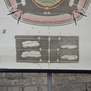 Earthworm Anatomy, Worm: Original Vintage 1900s German Anatomical ...