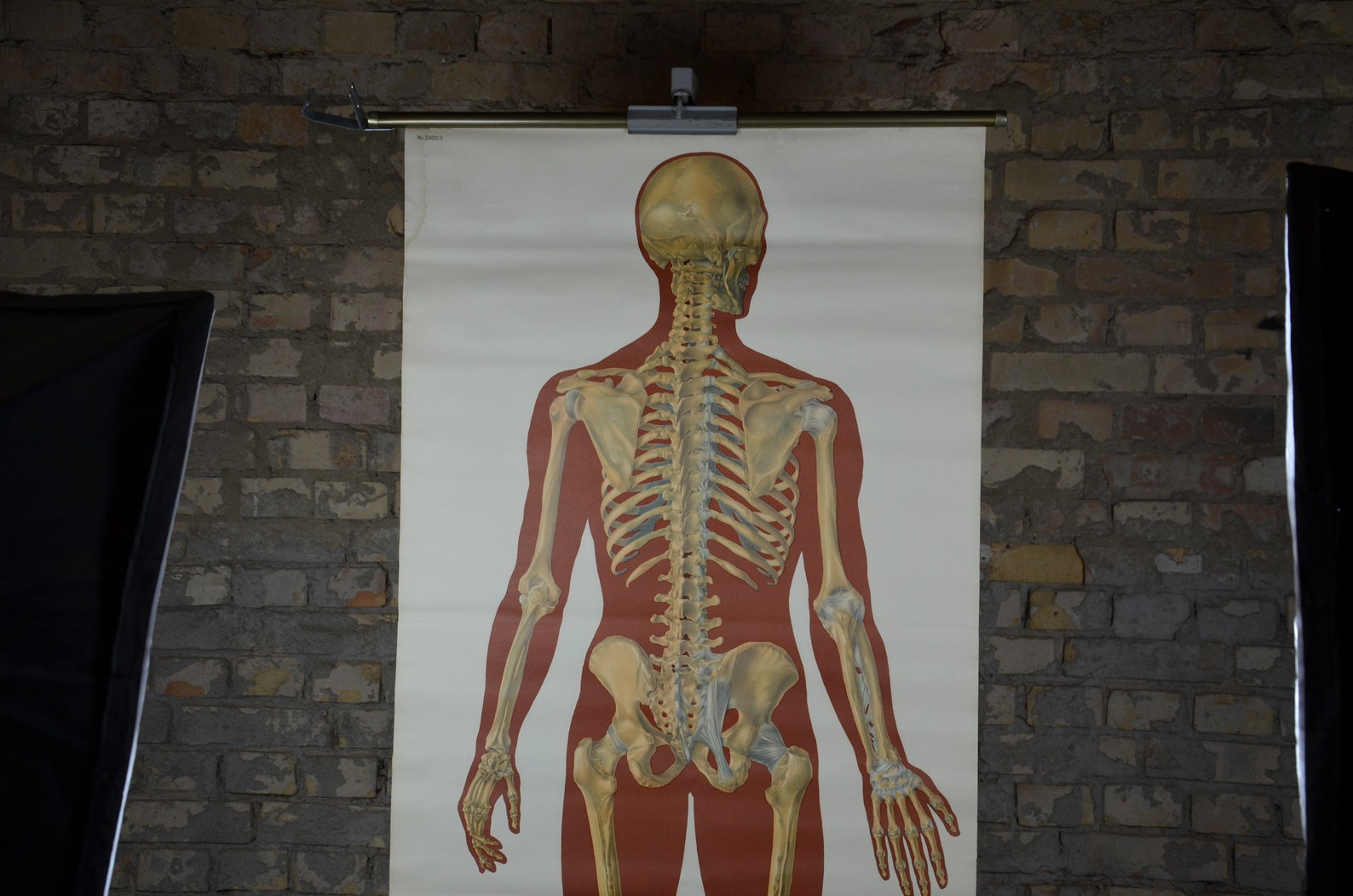 Skeleton (back), Human Anatomy: Original Vintage 1960s German ...