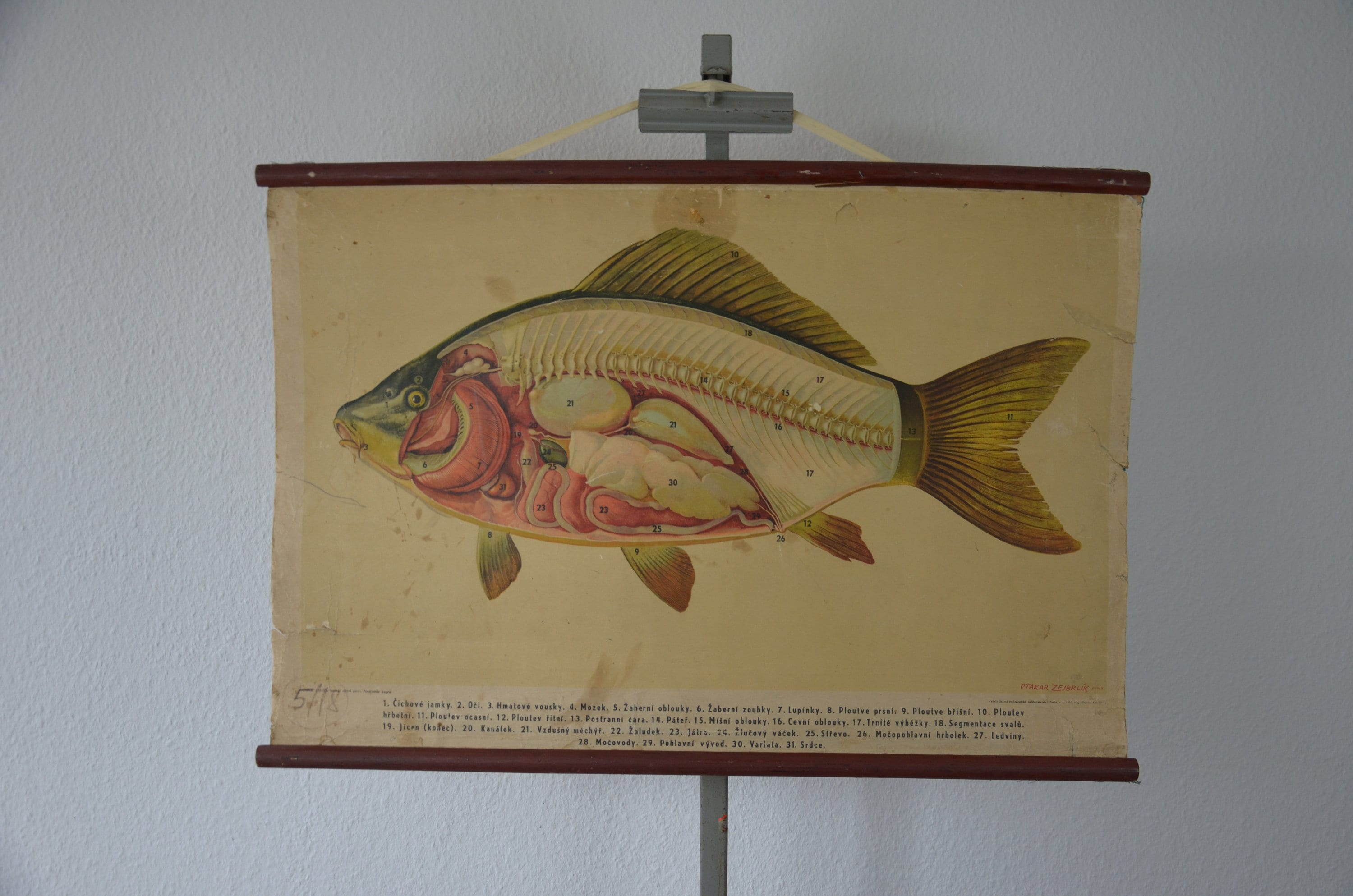 Carp Anatomy Fish: Original Vintage 1960s Czech Mid Century - Etsy