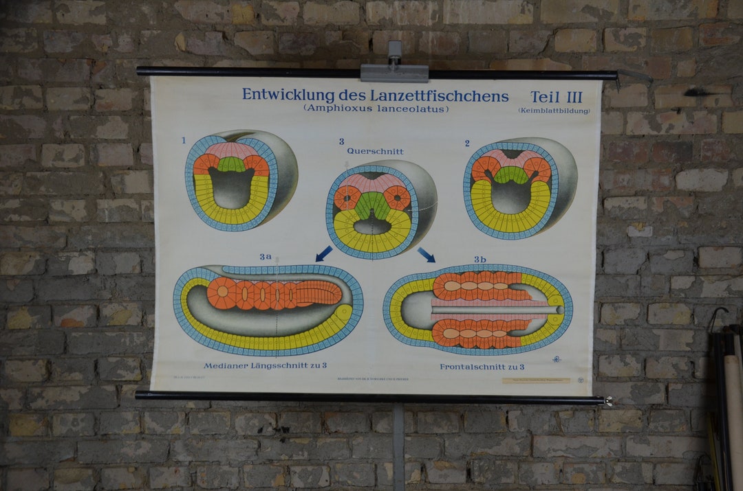 Embryonic Germination, Embryo Development: Original Antique 1920s ...