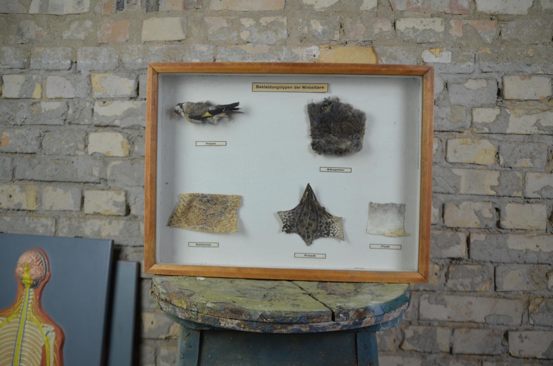 Skin Types of Vertebrates: RARE Original Antique 1920s German ...