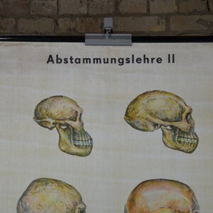 Human Evolution, Stone Age, Skulls: Original Vintage 1960s German ...