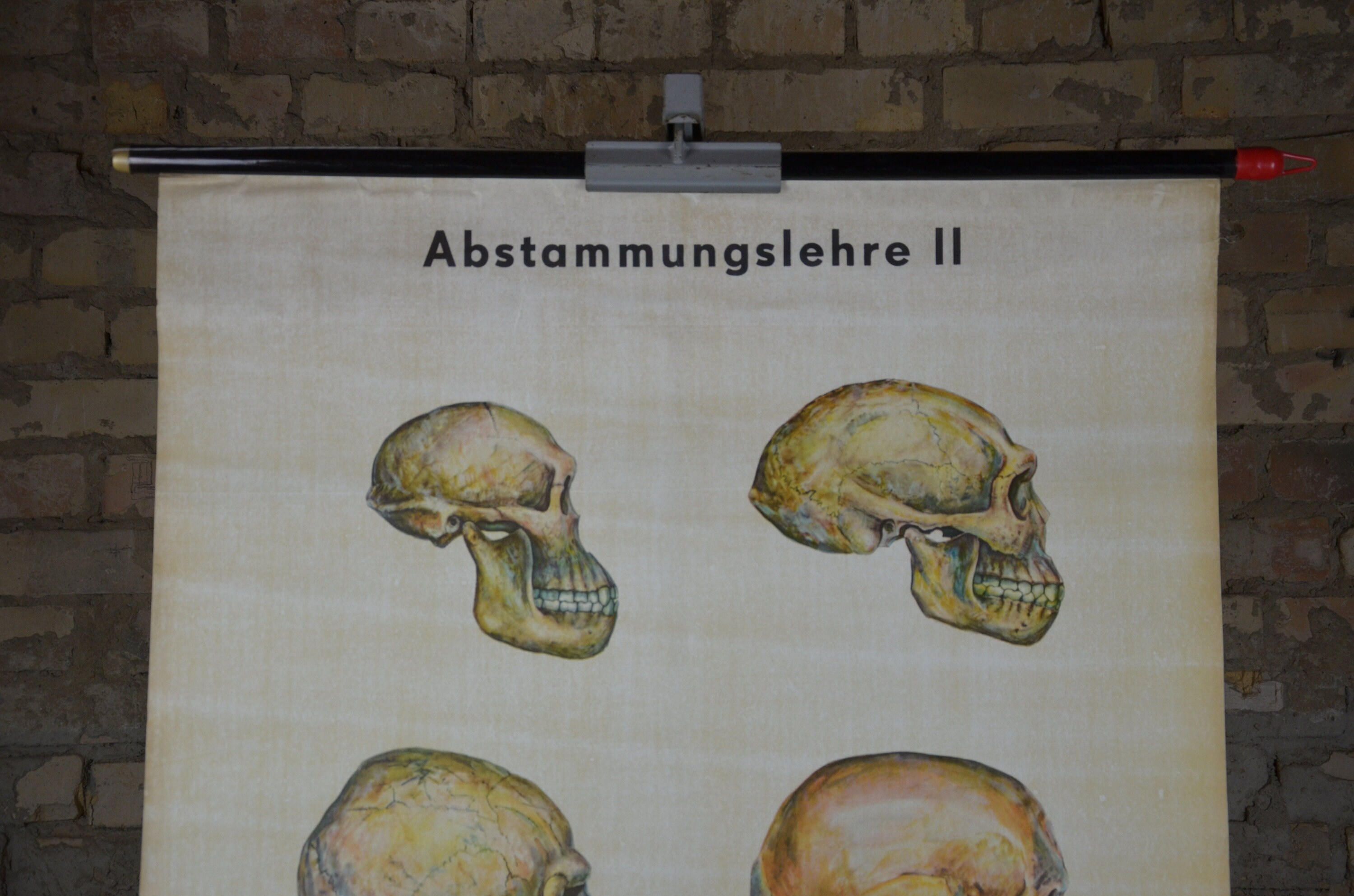 Human Evolution, Stone Age, Skulls: Original Vintage 1960s German ...