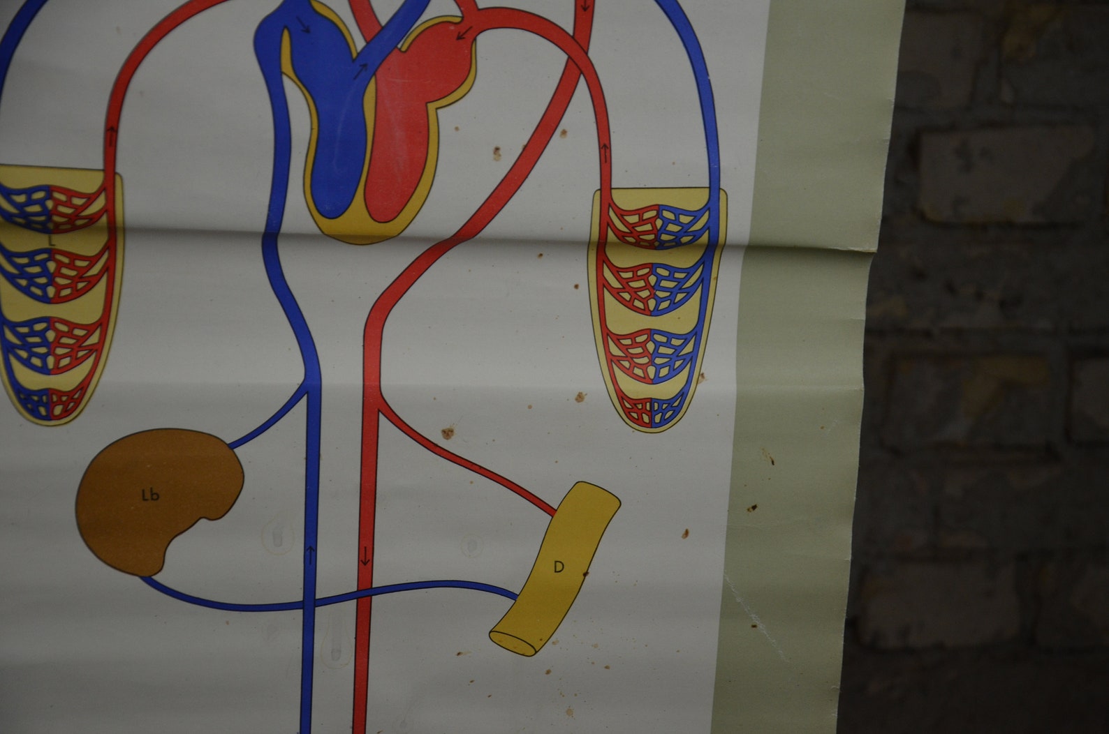 Evolution of the Bloodstream, Anatomy: Original Vintage 1960s German ...