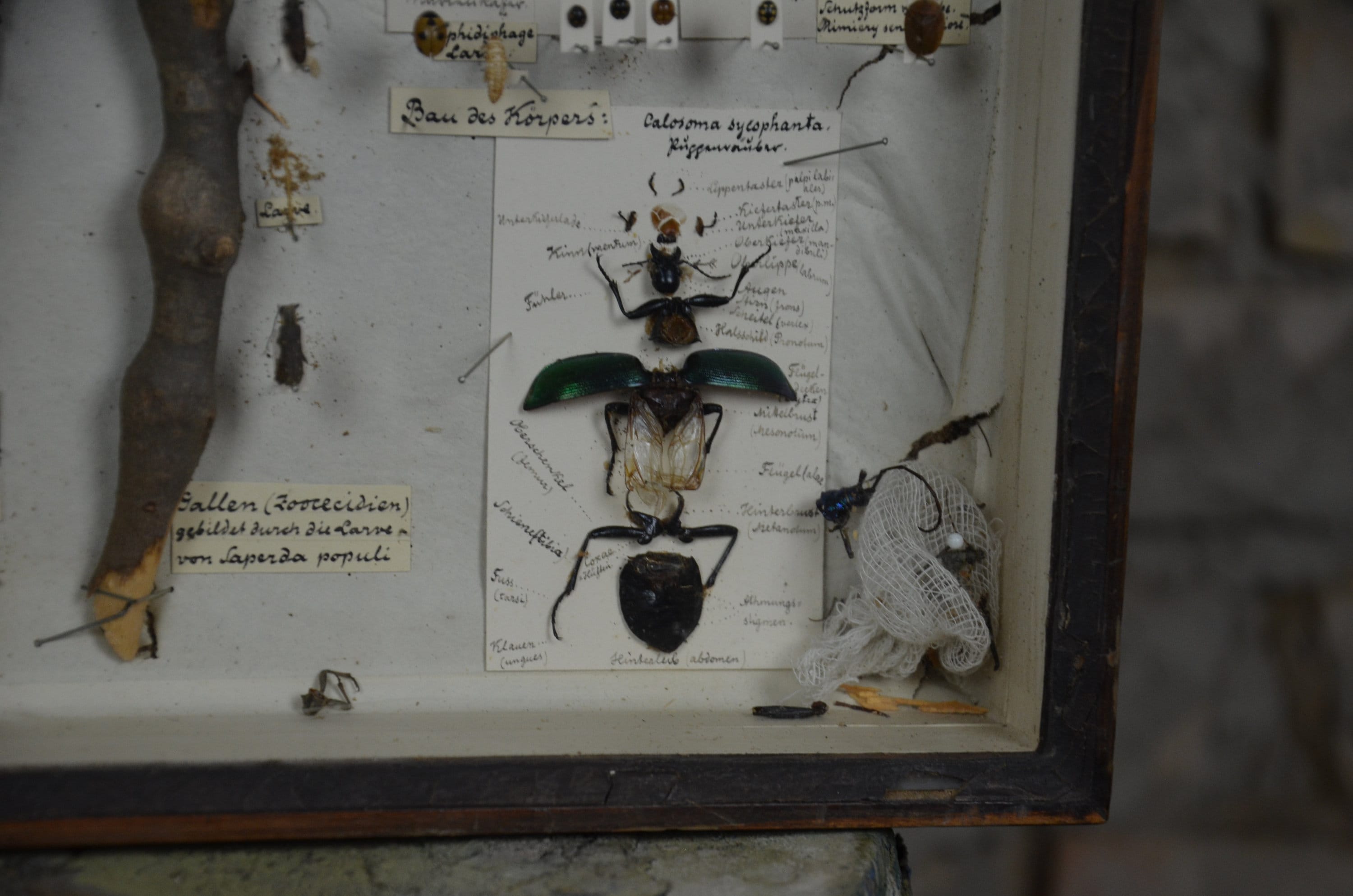 Coleoptera, Large Antique Entomology Display: Original 1880s German ...