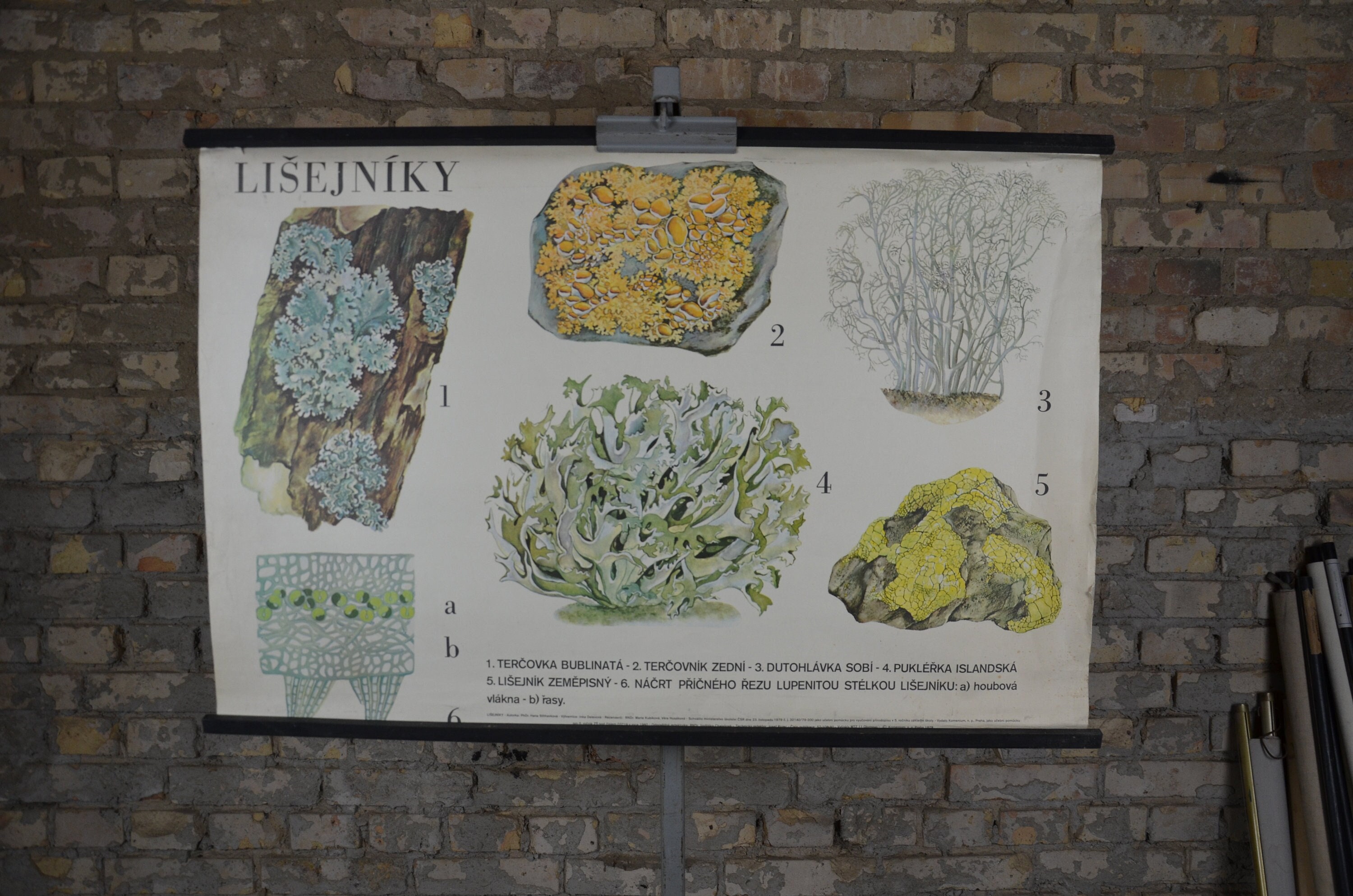 Types of Lichen: Original Vintage 1960s Czech Educational Poster School ...
