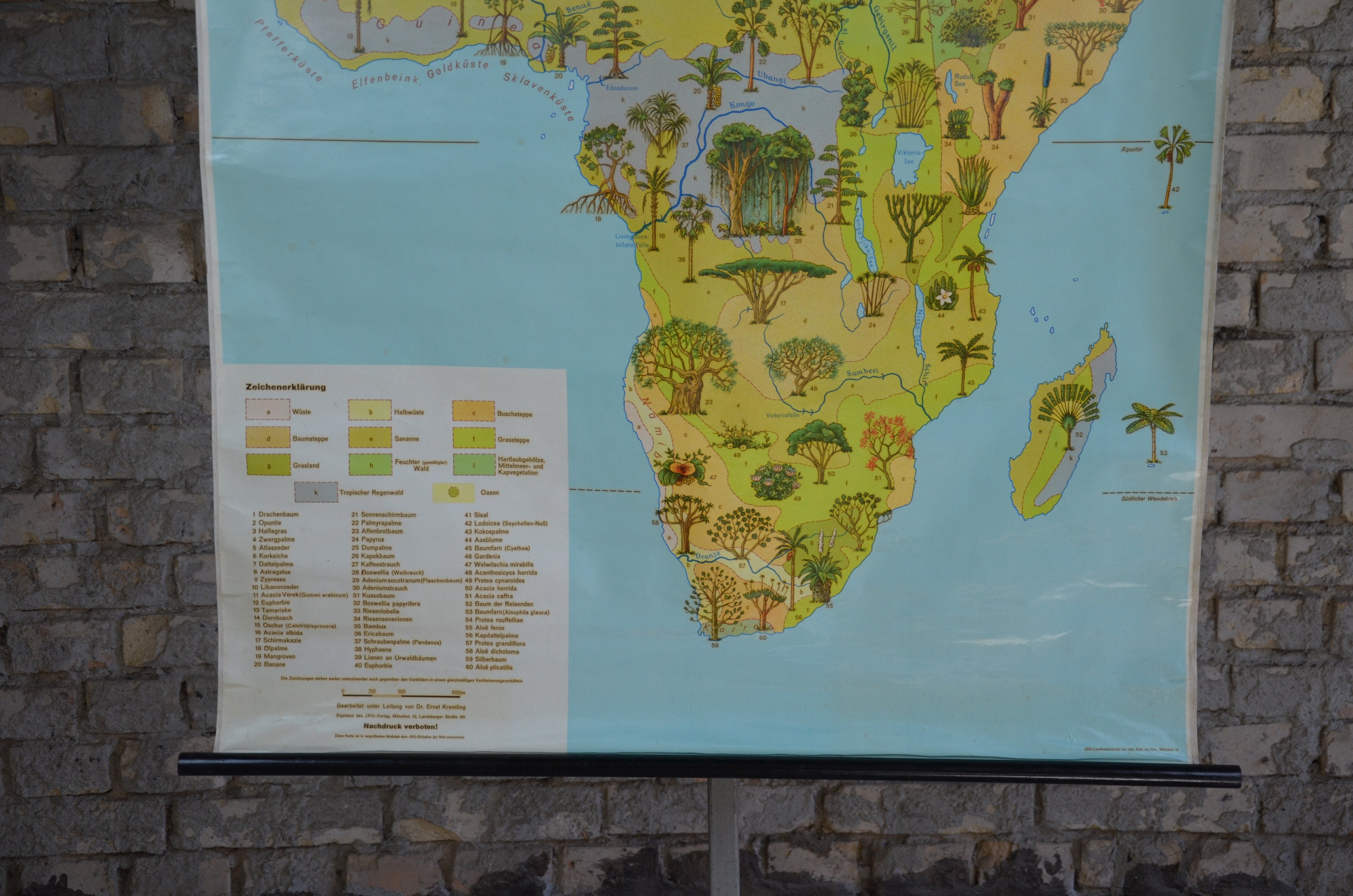 Trees of Africa Botanical Map: Original Vintage 1960s German | Etsy