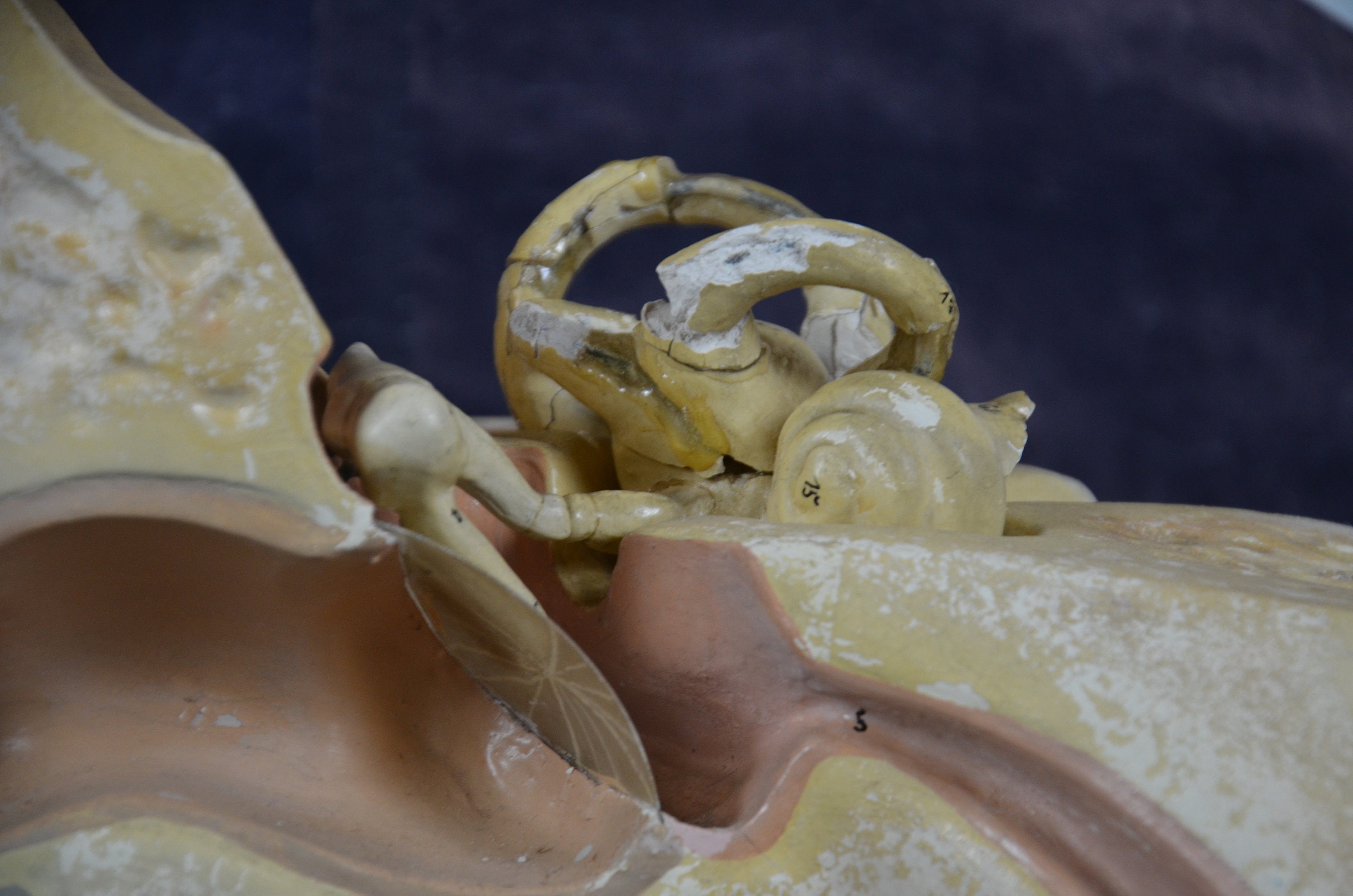 Human Ear Anatomy: Large Antique Anatomical Model Original Vintage ...