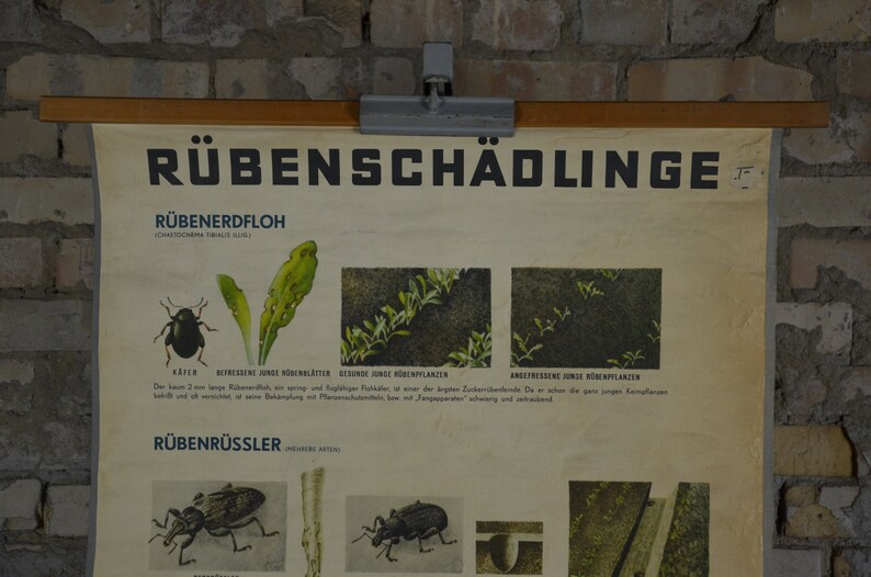 Turnip Pests Parasites: Original Vintage 1920s German - Etsy