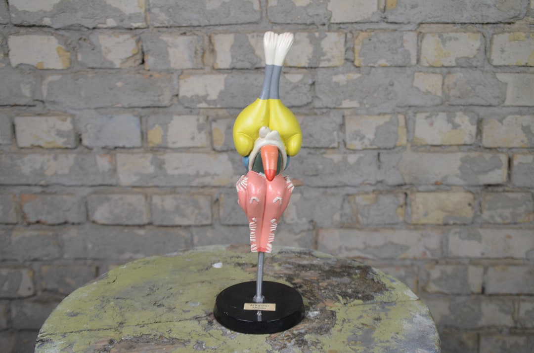 Alligator Brain, Antique Anatomy Model: Original 1950s German ...