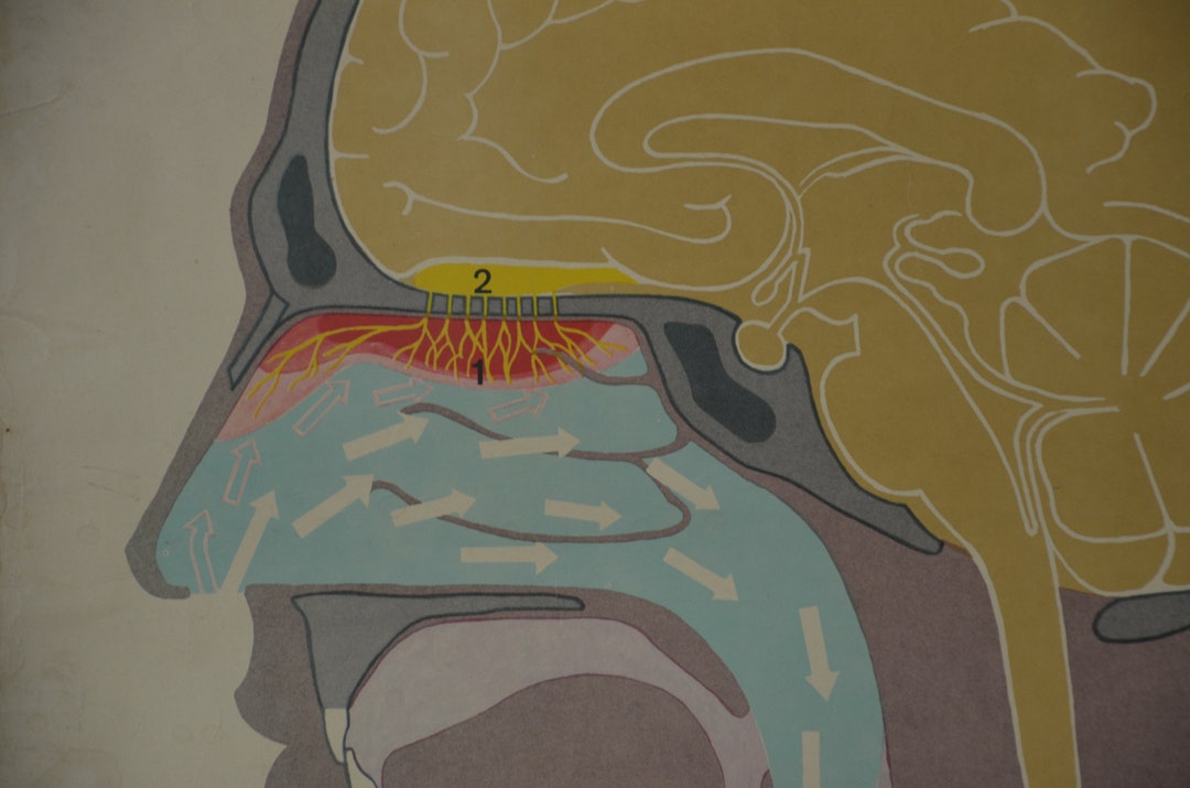 Sense of Smell, Human Anatomy: Original Vintage 1960s Czech Educational ...