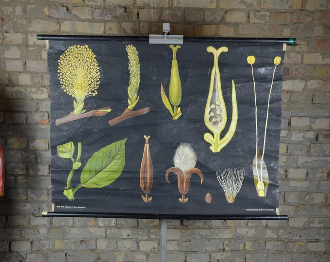 Willow Tree: Original Antique 1920s German Educational Poster School ...