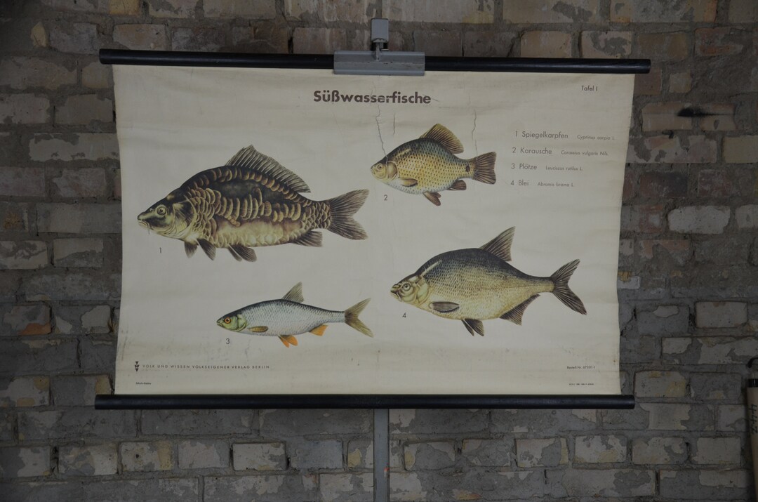Freshwater Fish: Original Vintage 1960s German Educational Poster ...