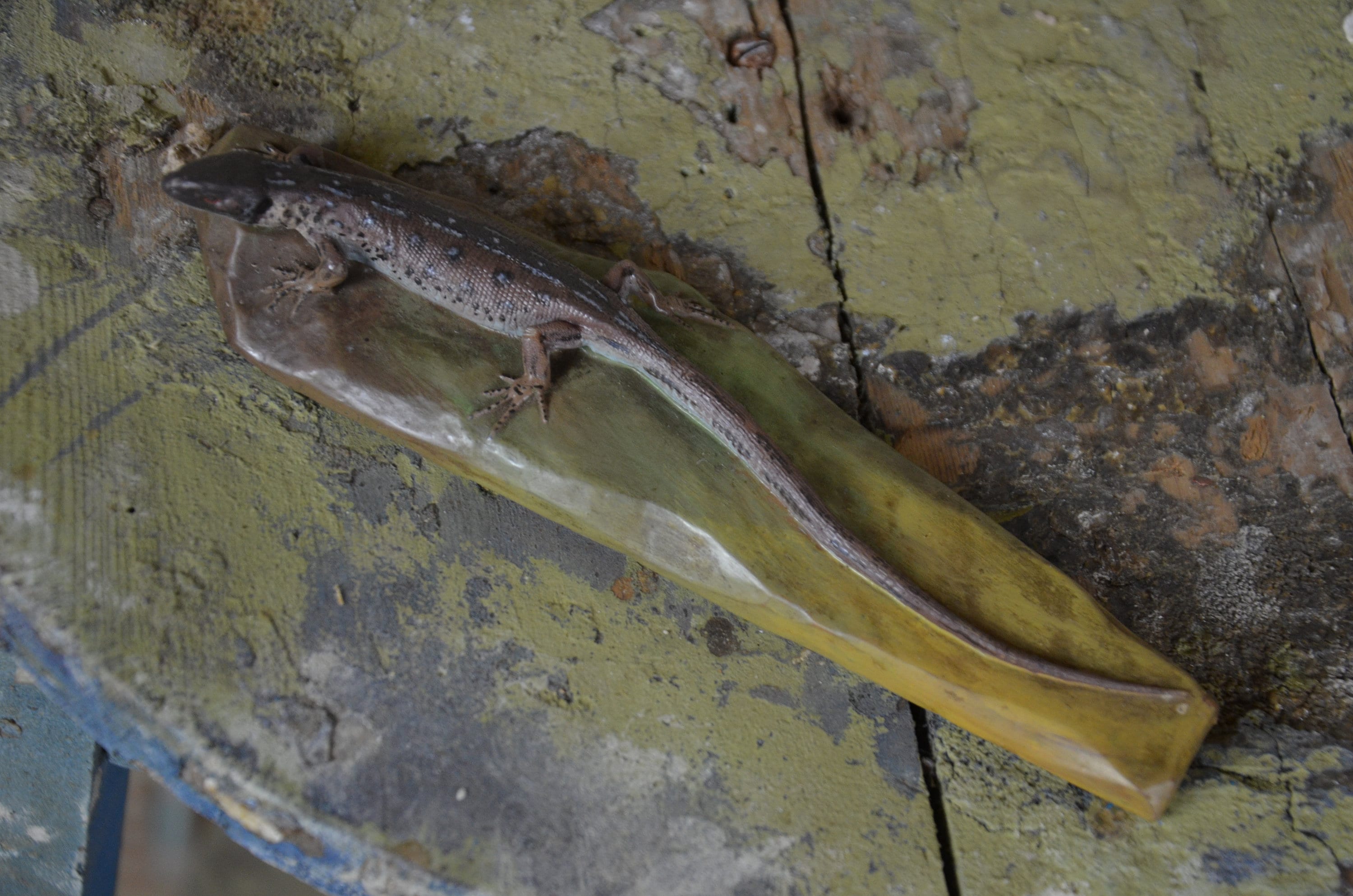 Sand Lizard, Antique Anatomy Model: Original 1950s German Educational ...