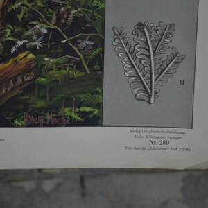 Carboniferous Forest, Paleozoic Plants, Fossils: Original Antique 1940s ...
