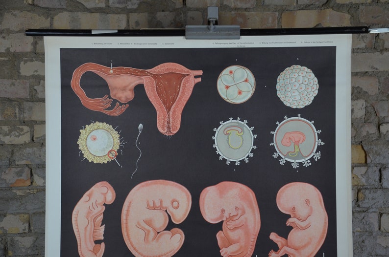 Embryo Development: Original Vintage 19&0s German Educational School ...