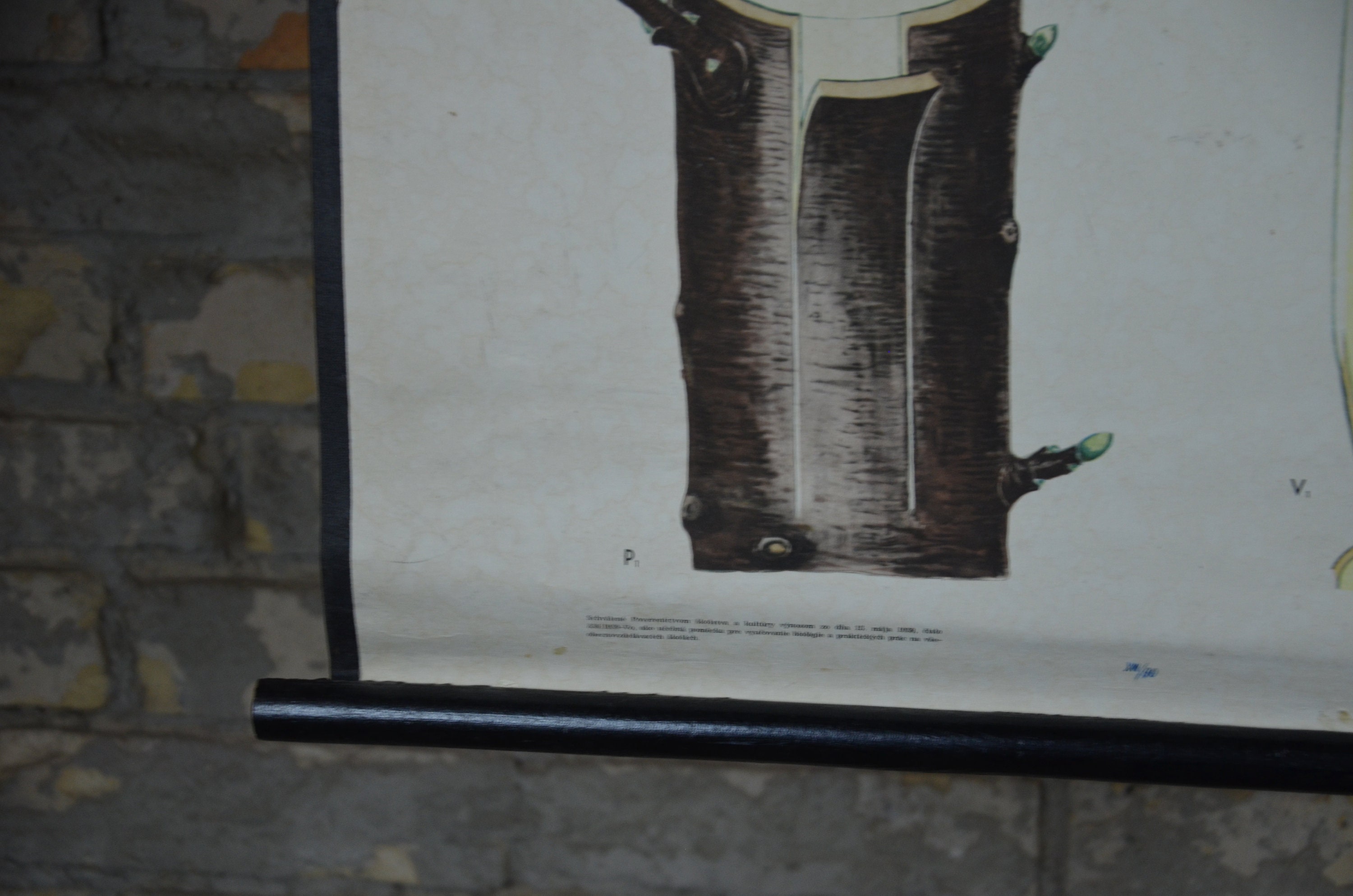 Veneer Crown Graft, Tittel's Graft: Original Vintage 1950s Educational ...