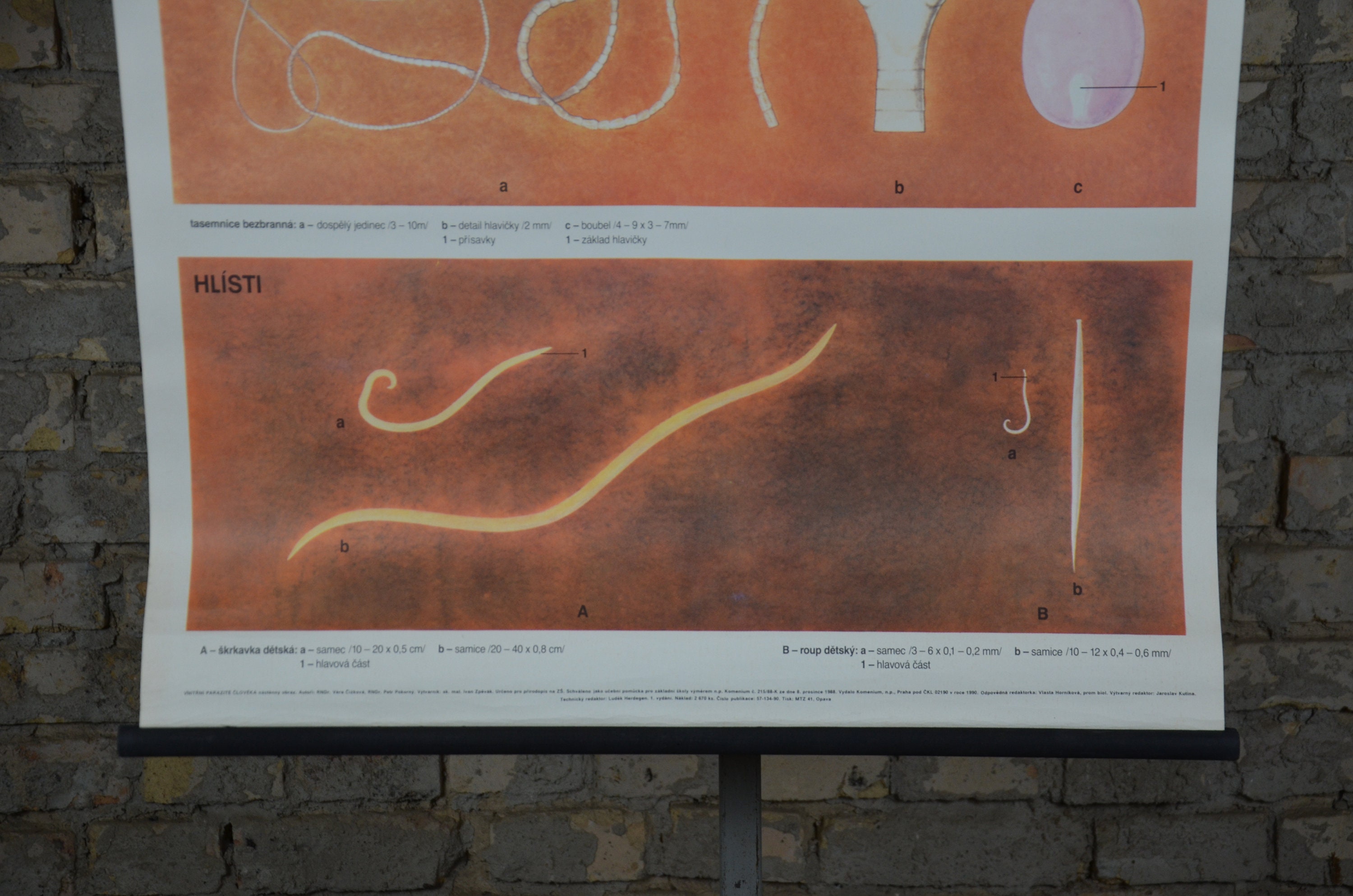 Tapeworm Parasite: Original Vintage 1980s Czech Educational - Etsy