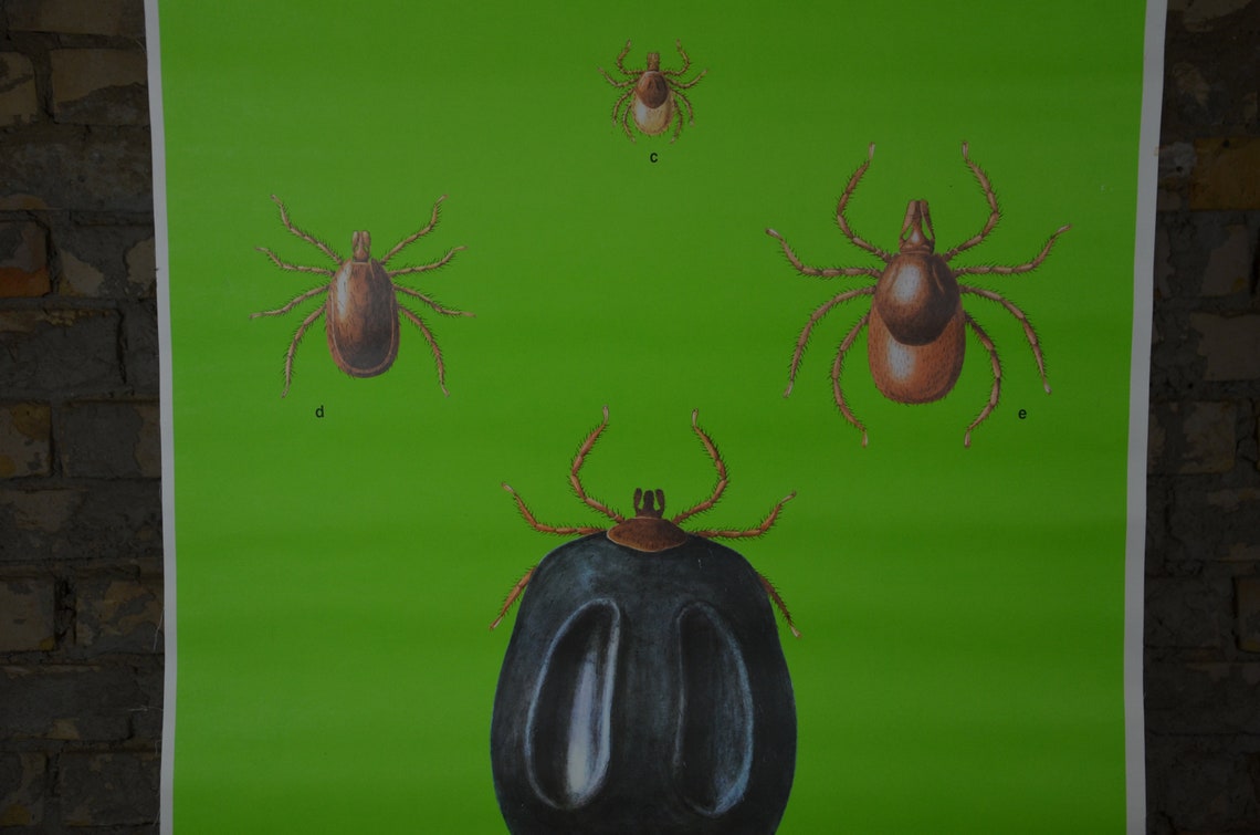 Types of Ticks Parasites: Original Vintage 1980s Czech - Etsy
