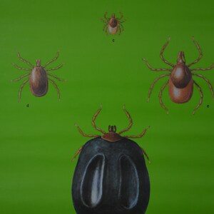 Types of Ticks Parasites: Original Vintage 1980s Czech - Etsy