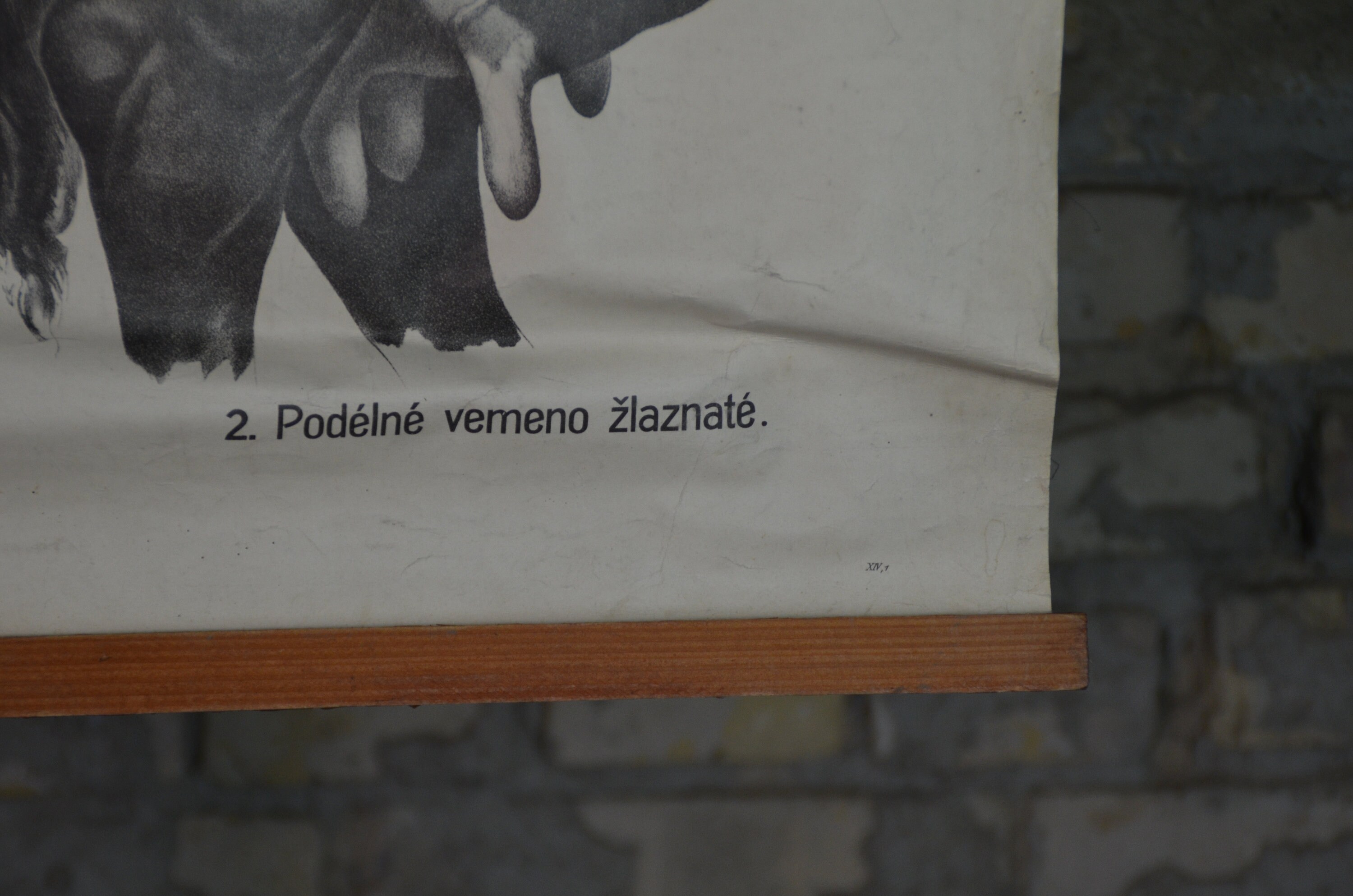 Cow Udder Anatomy, Gustav Pusch: Original Antique 1920s RARE ...