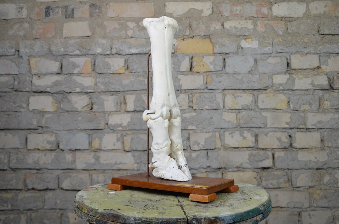 Articulated Cow Foot Skeleton, Antique Anatomy Model: Original 1920s ...