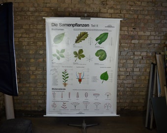 Types of Leaves Poster - Etsy