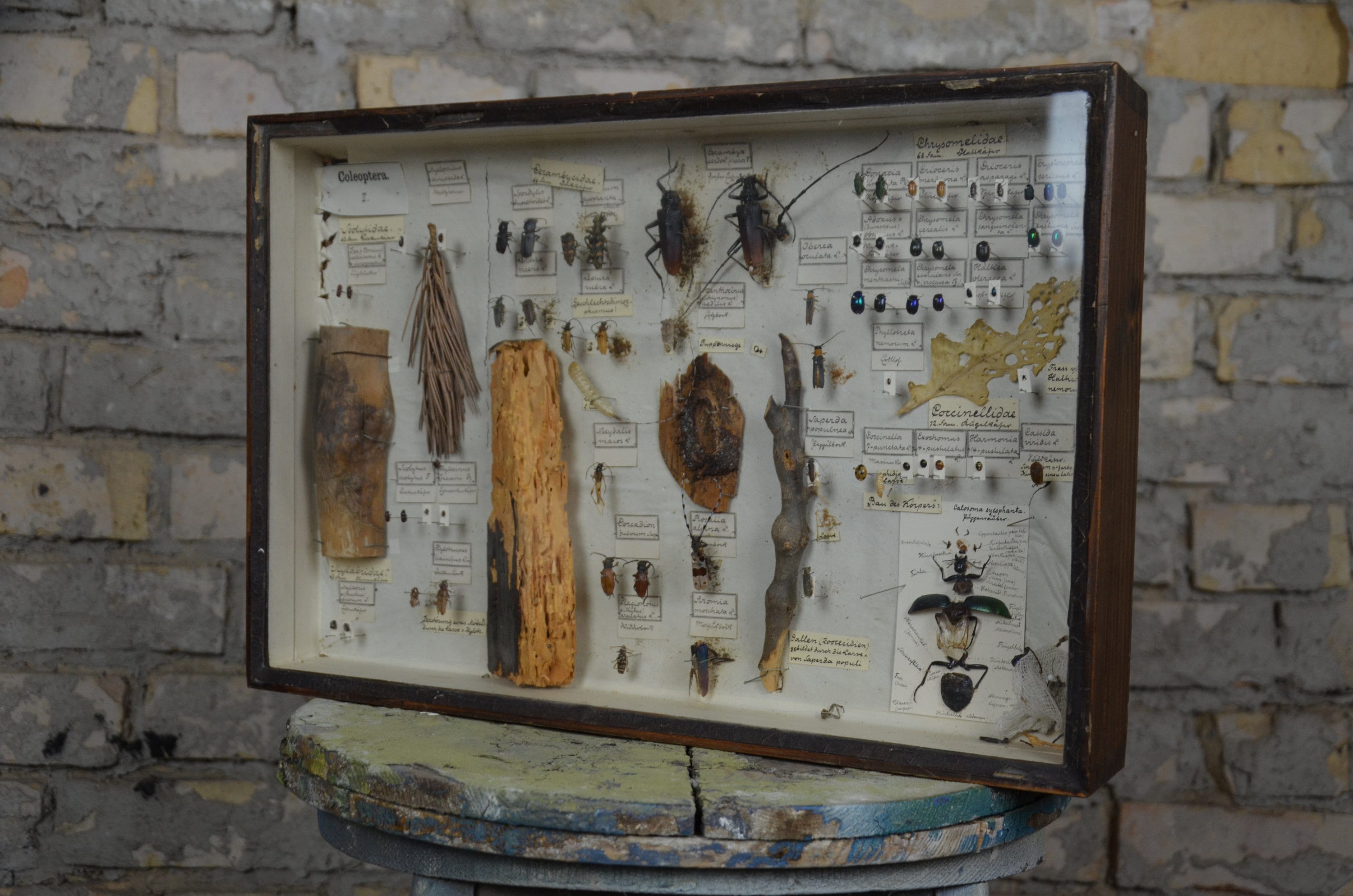 Coleoptera, Large Antique Entomology Display: Original 1880s German ...