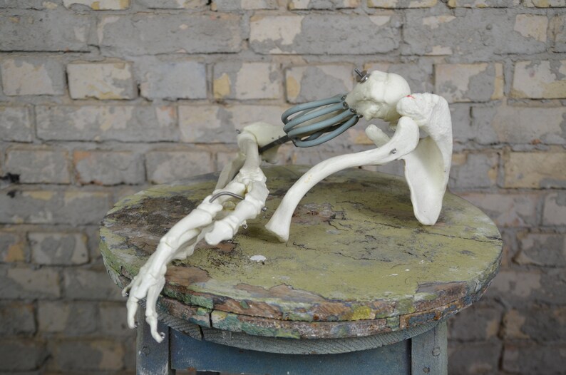 Human Arm, Shoulder & Hand Anatomy, Skeleton: Original SOMSO QS 55 ...