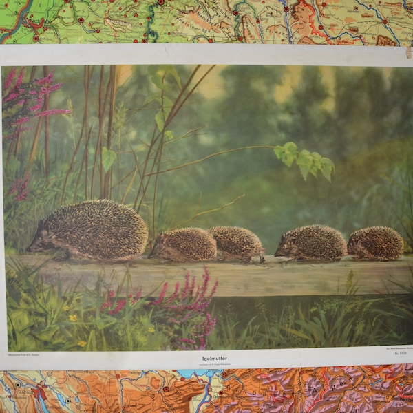 Hedgehog Poster - Etsy