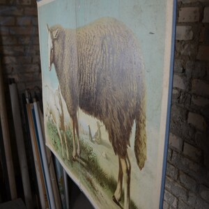 Sheep, Wool: Original Antique 1890s German Elementary School Poster ...