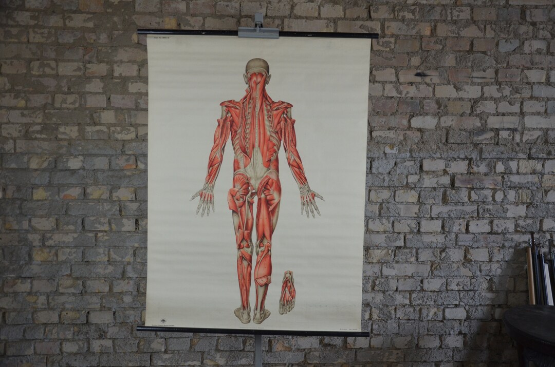Ecorché, Muscles, Anatomy: Original Vintage 1950s German Educational ...