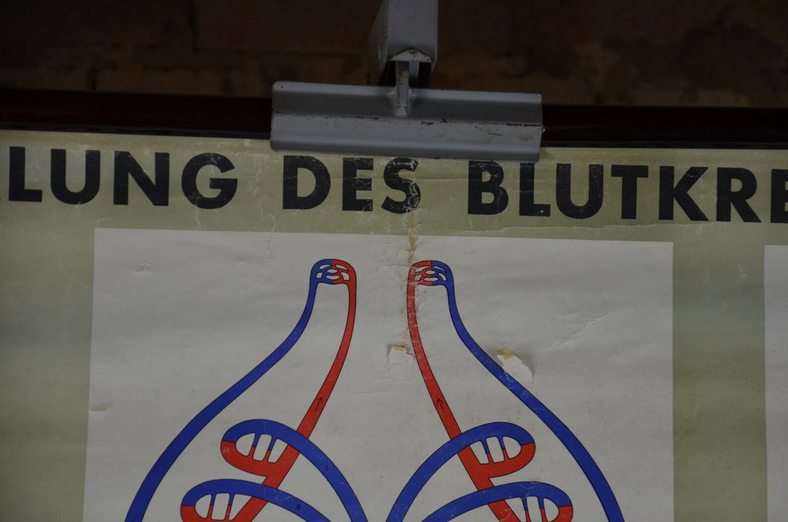 Evolution of the Bloodstream, Anatomy: Original Vintage 1960s German ...